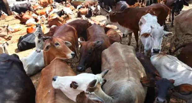 Hindus attacked with stones and bombs by Muslim mob for objecting to ...