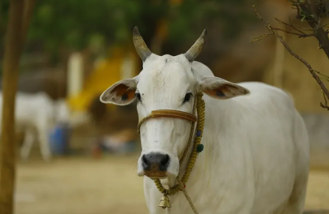 3 Muslim men slaughter a cow, a deeply religious manifestation of Hindu ...