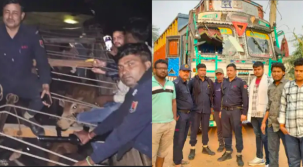 Over 100 cows meant for slaughter recovered, cattle smugglers shoot at ...