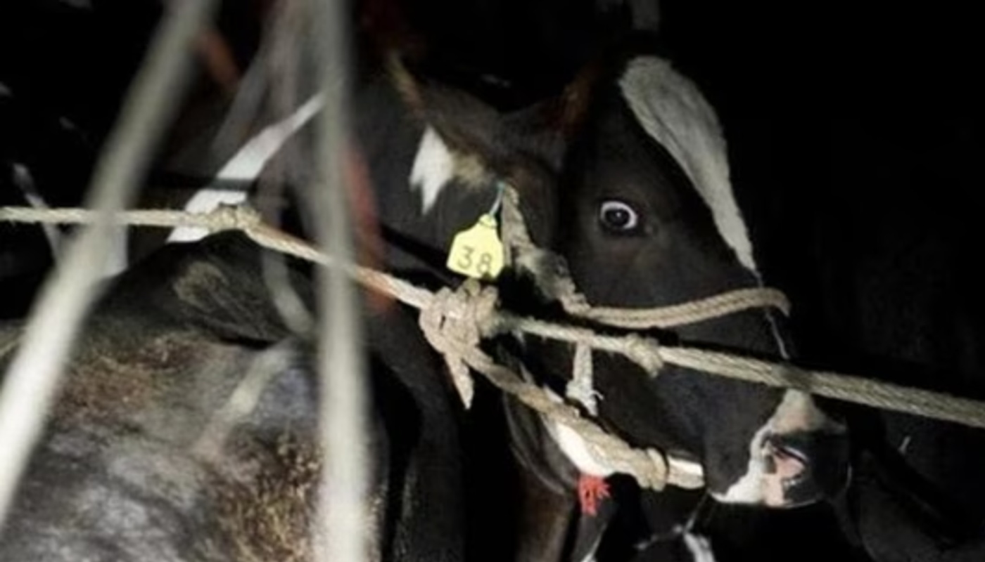 Cow slaughter attempted by group of unknown men at meat shop in ...